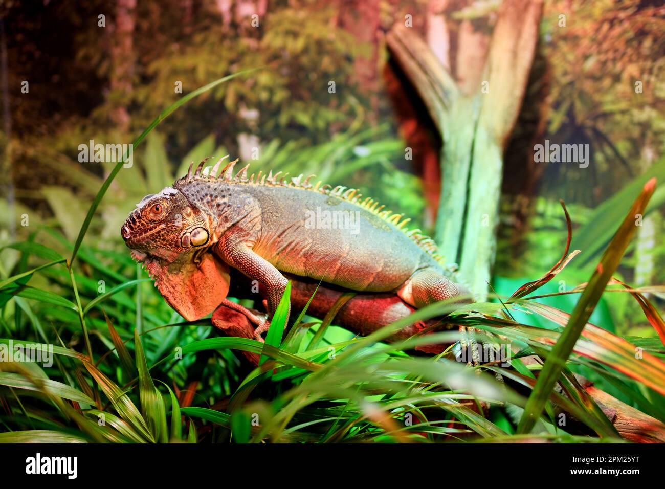 Lizards of bc hi-res stock photography and images - Alamy