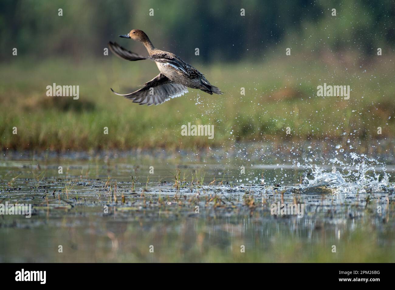 Common mallard duck flying hi-res stock photography and images - Alamy
