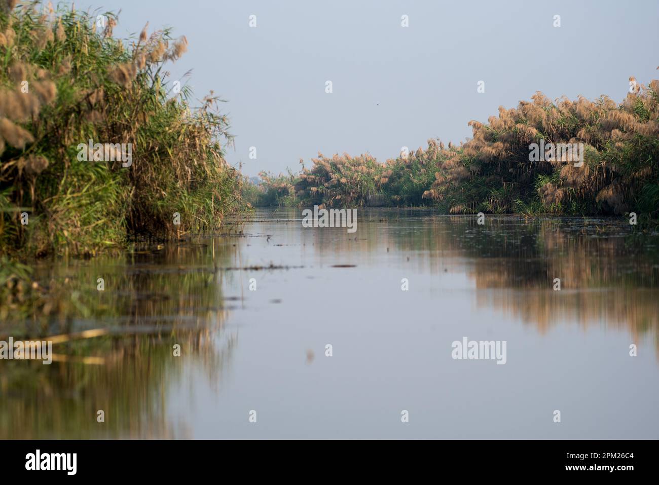 Scenery of swamp marshy wetlands Stock Photo - Alamy