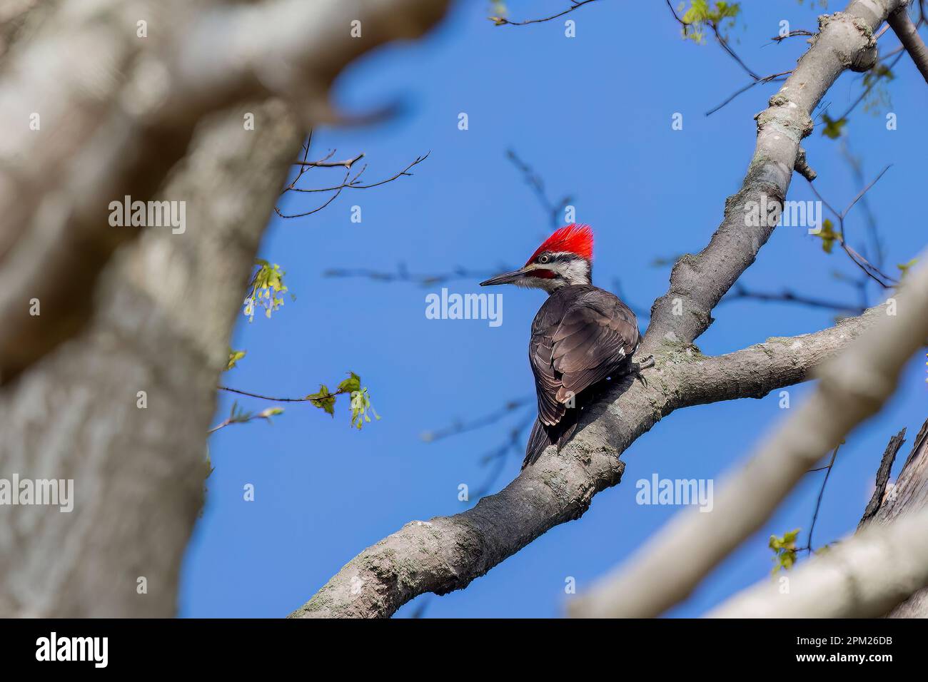 The pileated woodpecker (Dryocopus pileatus). The bird native to North ...