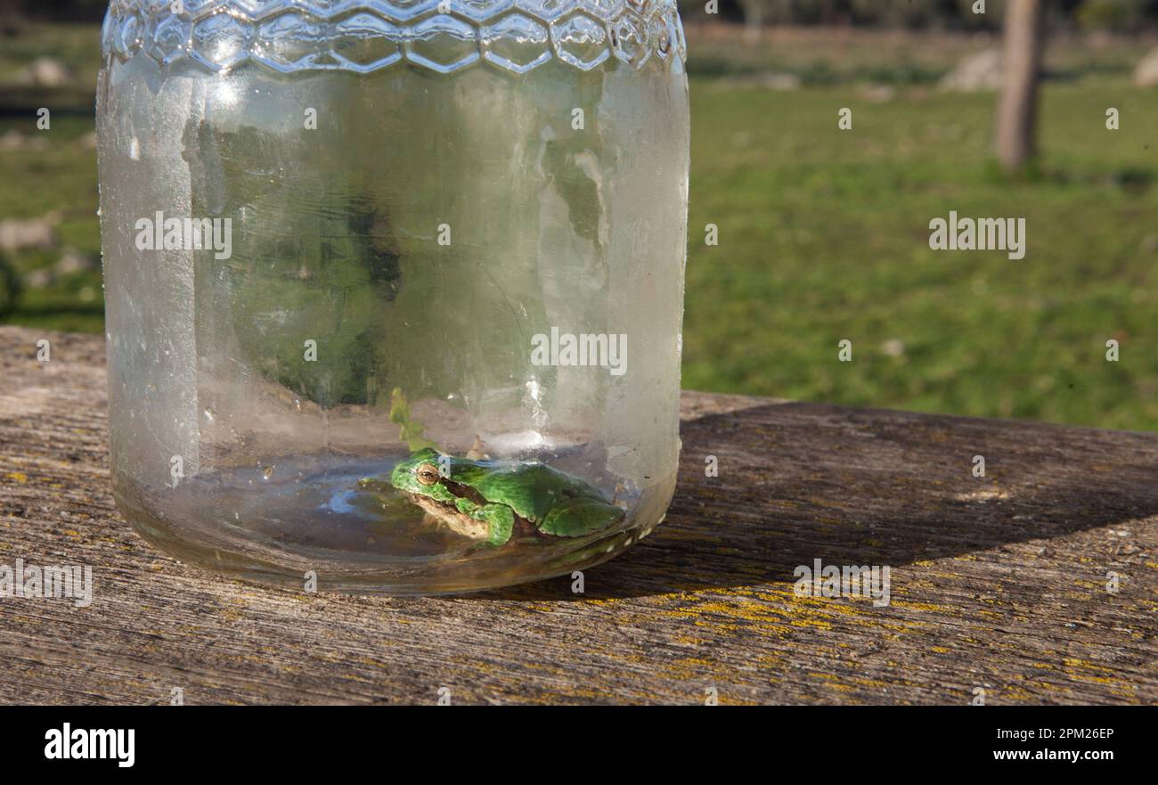 Little frog trapped in a glass jar. Childrens pranks in nature concept ...