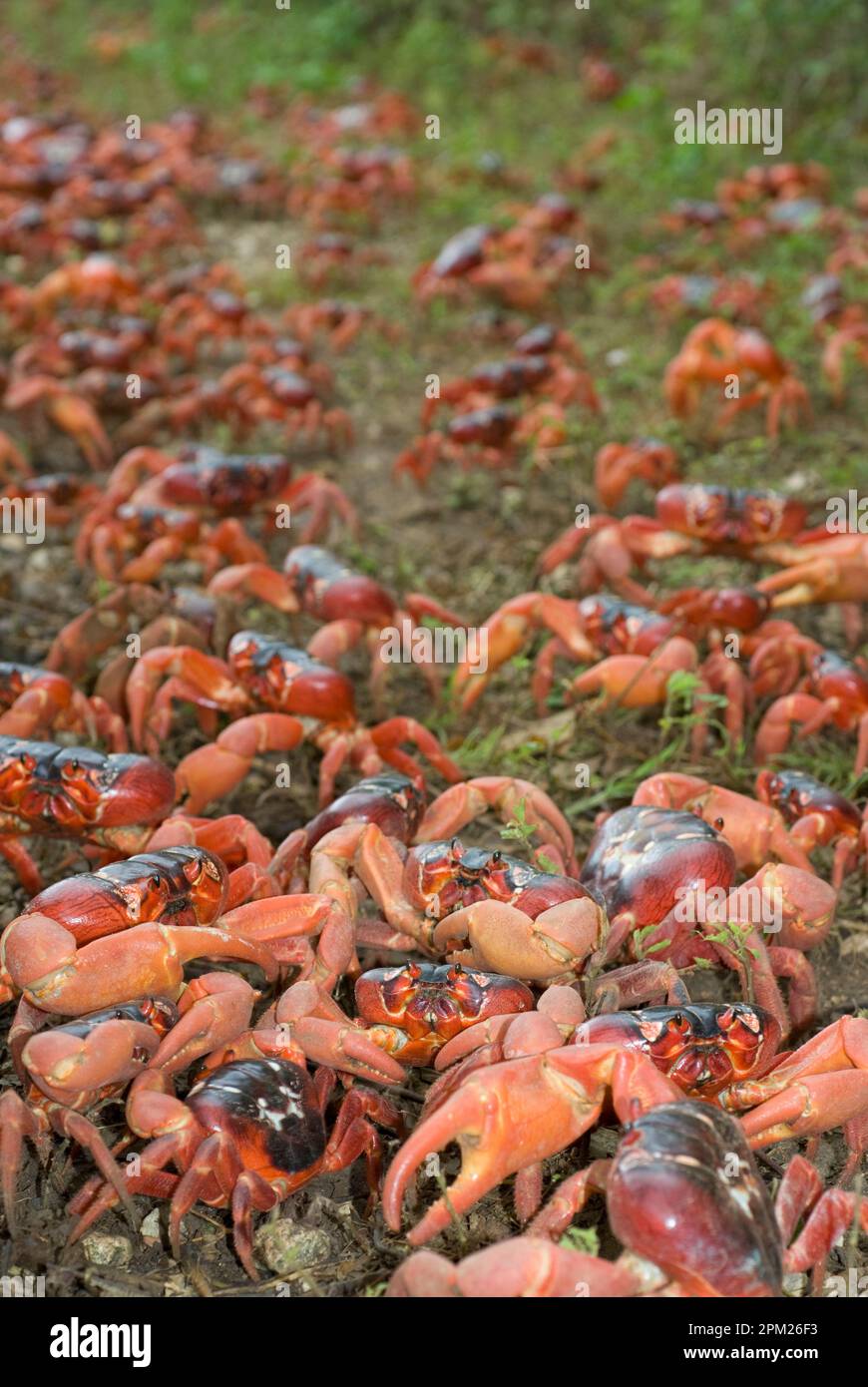 Cast of Red Crabs, Gecarcoidea natalis, on grass, Christmas Island ...