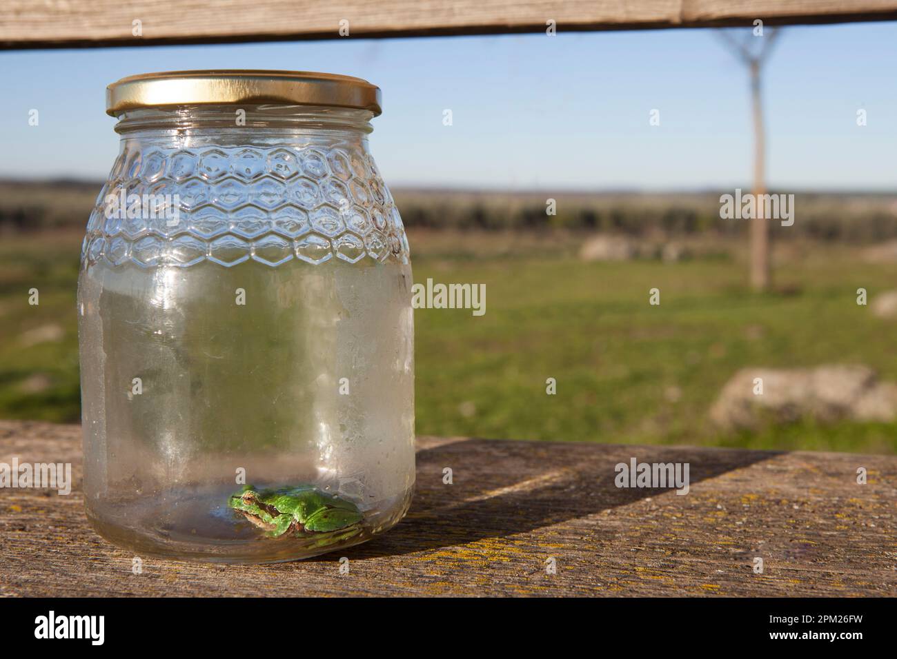 Little frog trapped in a glass jar. Childrens pranks in nature concept ...
