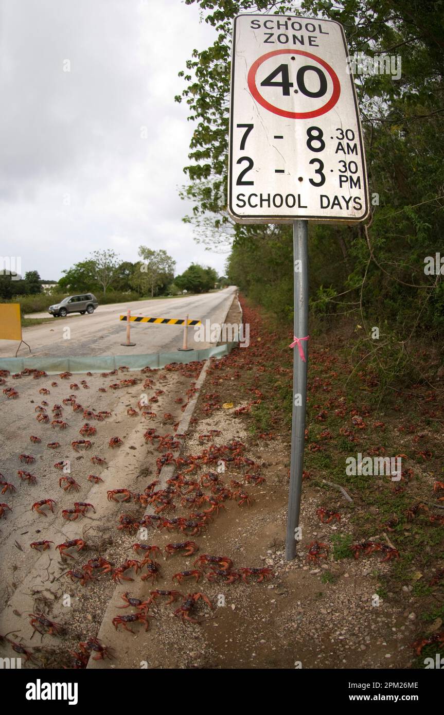 Cast of Red Crabs, Gecarcoidea natalis, on road by sign, Christmas ...