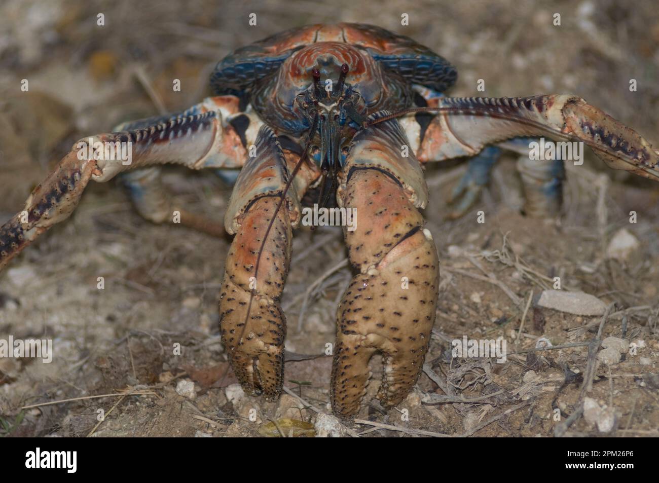 Robber Crab, Birgus latro, Christmas Island, Australia Stock Photo - Alamy