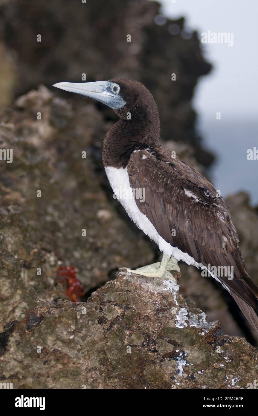 Brown Booby, Sula leucogaster, on rock, Christmas Island, Australia ...
