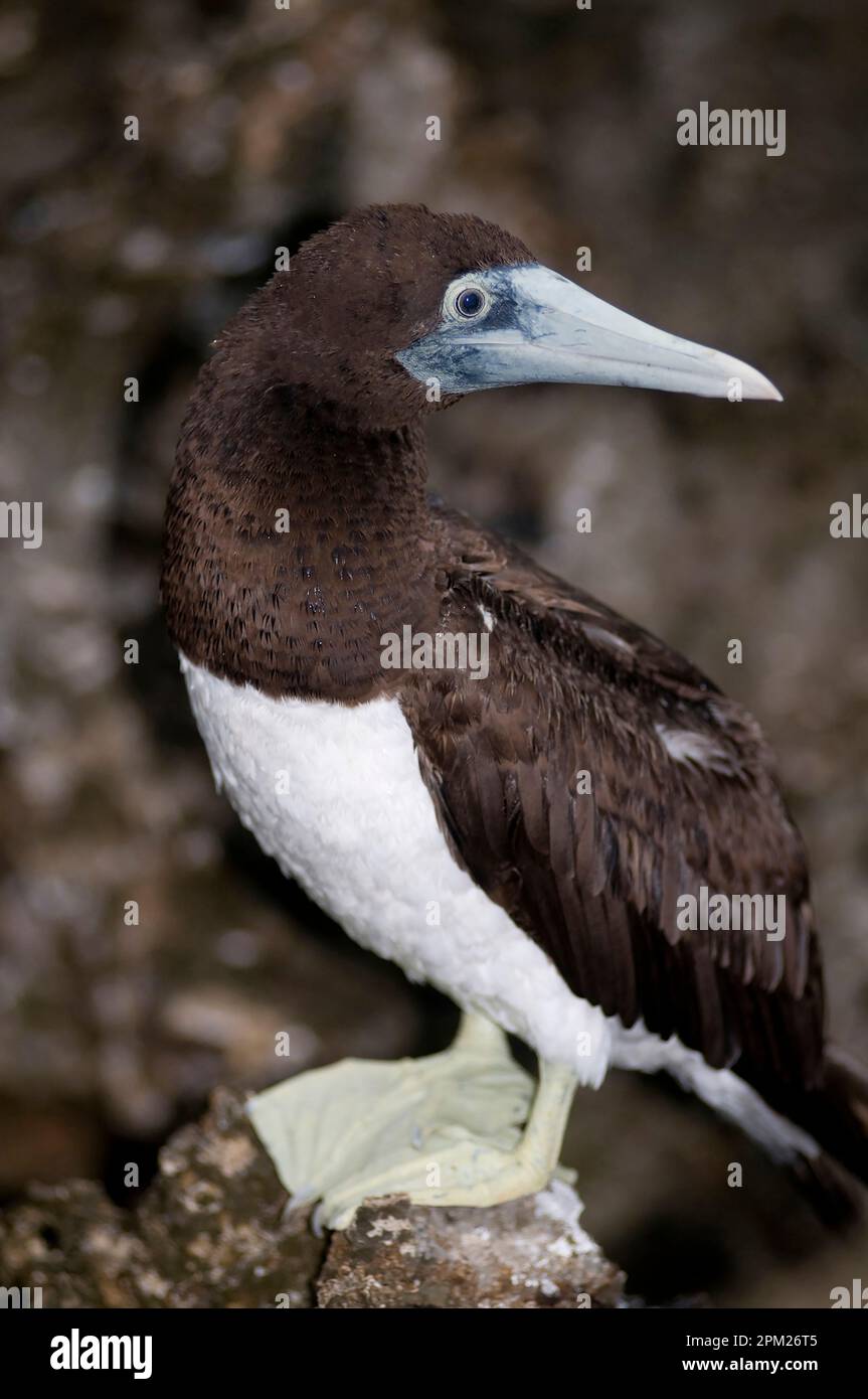 Brown Booby, Sula leucogaster, on rock, Christmas Island, Australia ...