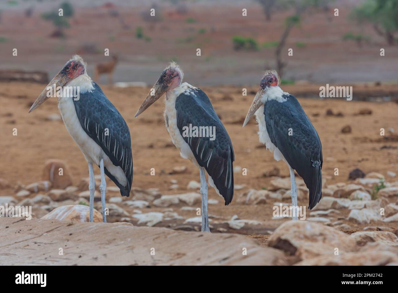 Wild aquatic birds hi-res stock photography and images - Alamy