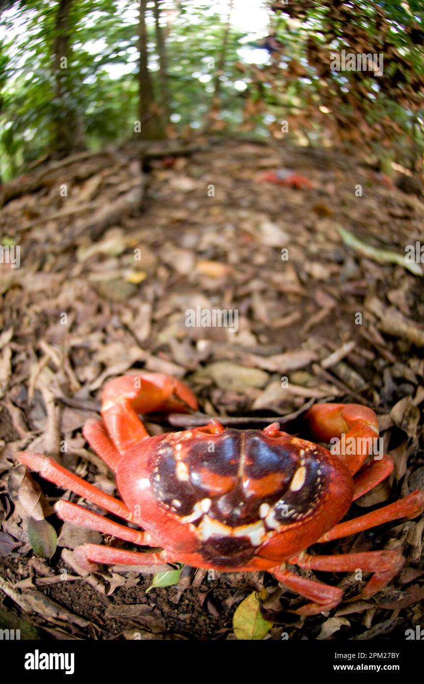 Red Crab, Gecarcoidea natalis, in forest, Christmas Island, Australia ...
