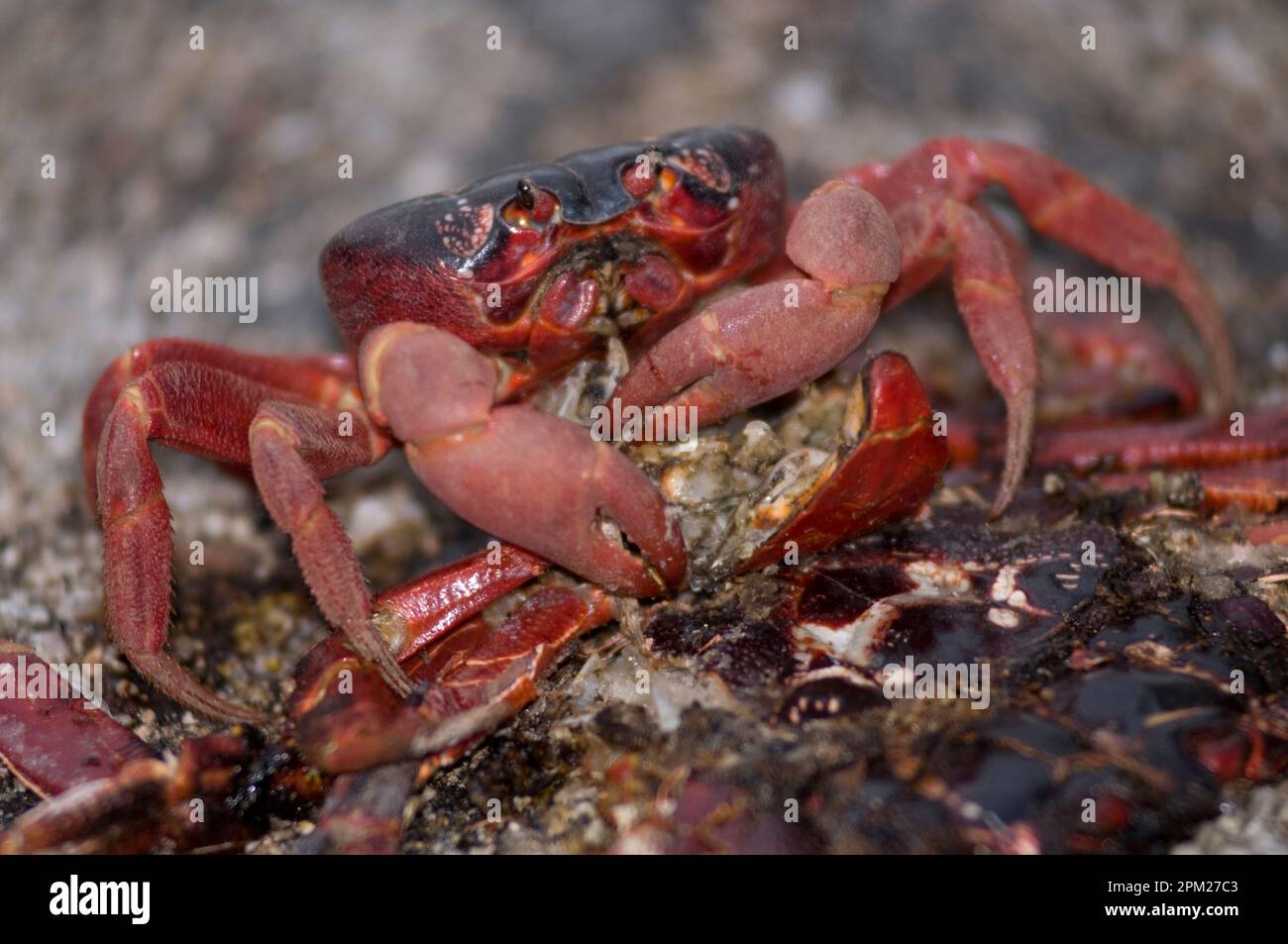 Red Crab, Gecarcoidea natalis, cannibalising crushed crab roadkill on ...