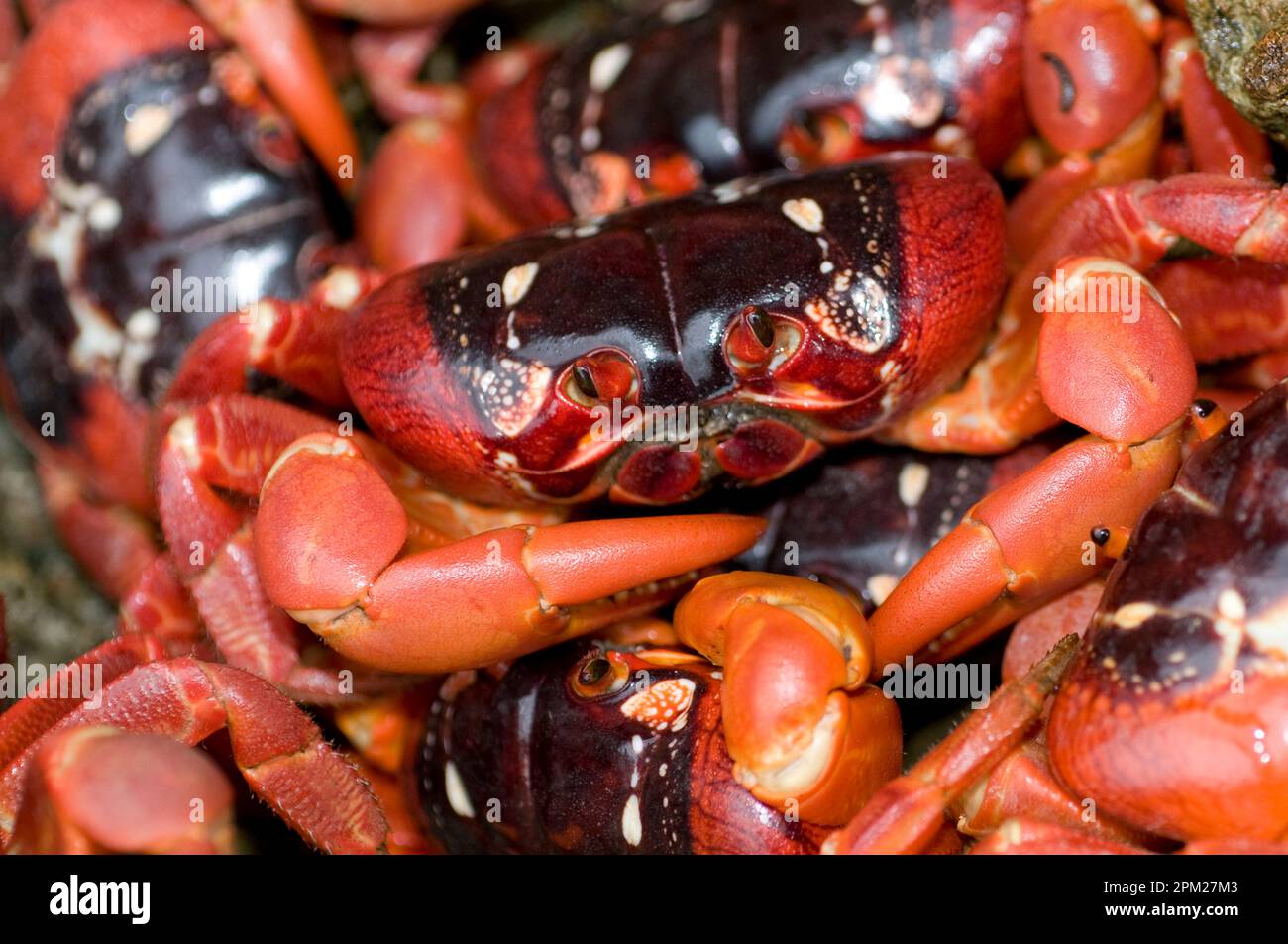 Cast of Red Crabs, Gecarcoidea natalis, on rocks by sea, Christmas ...