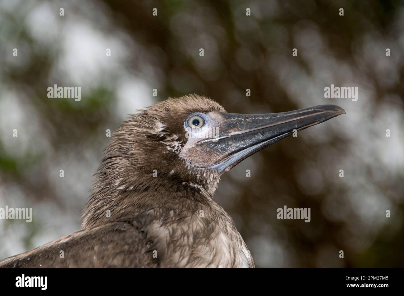 Juvenile Red-footed Booby, Sula sula, Christmas Island, Australia Stock ...