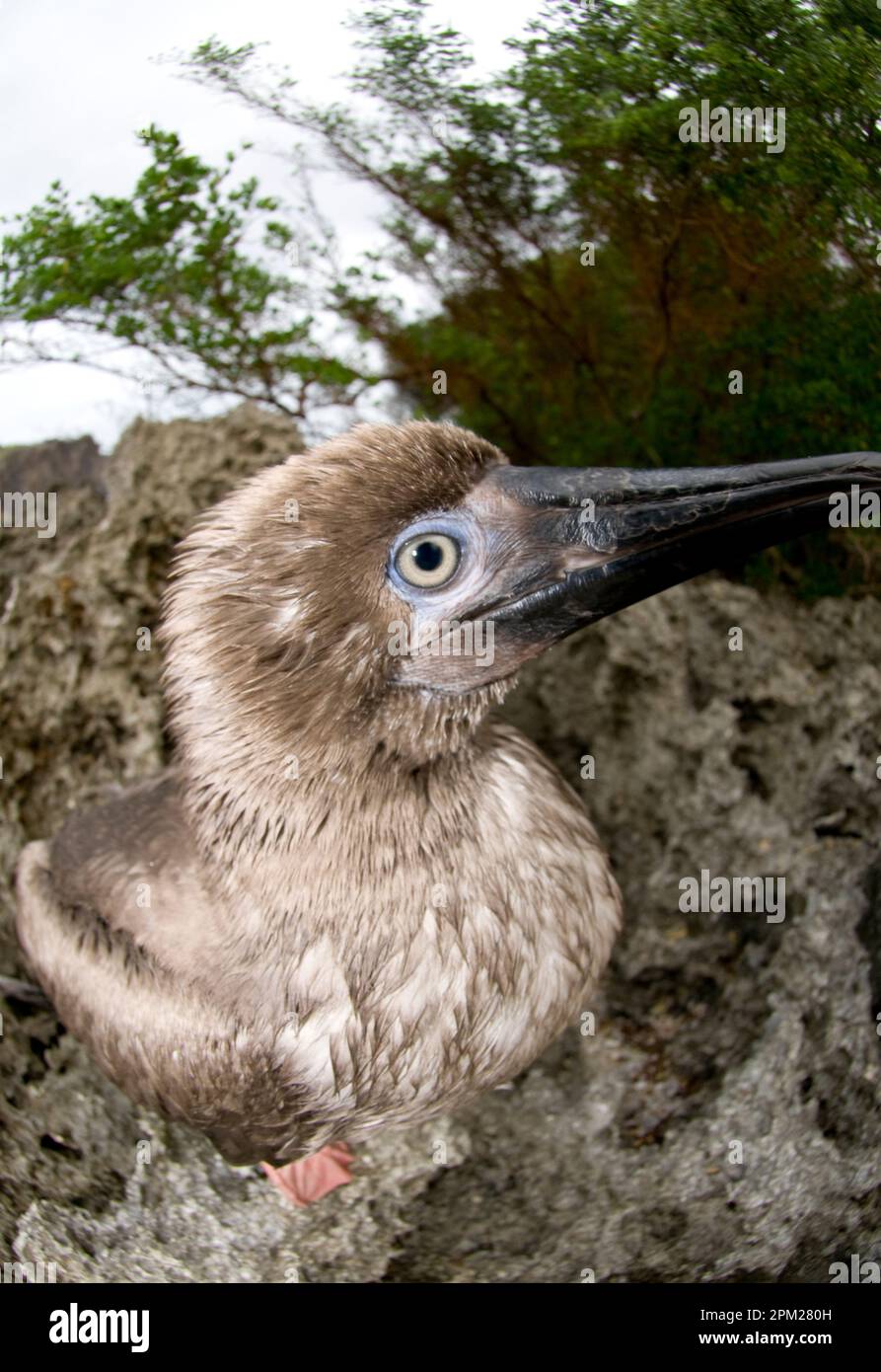 Close-up of Juvenile Red-footed Booby, Sula sula, Christmas Island ...