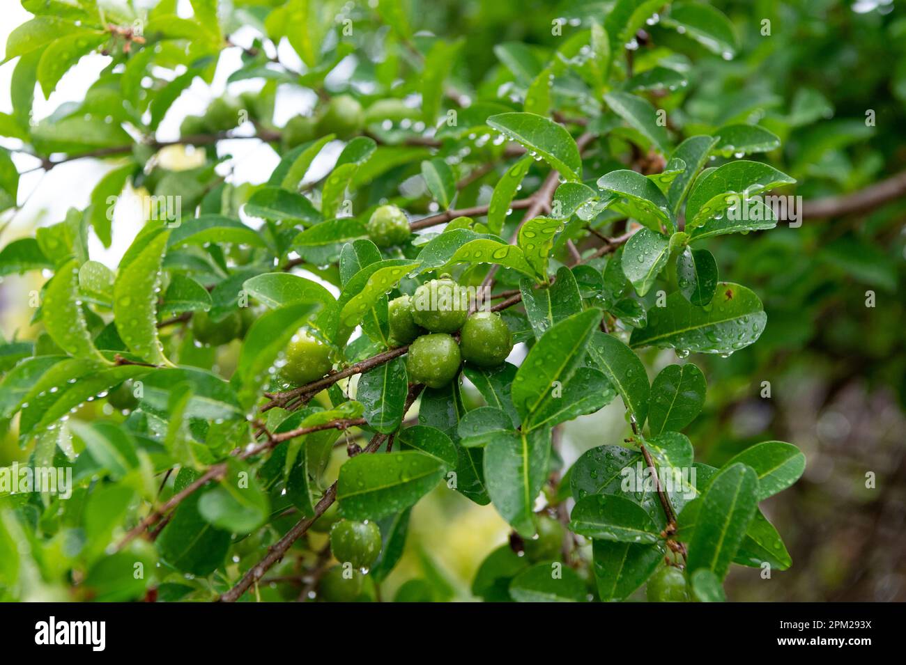 cerbera manghas fruit. cerbera manghas fruit with water drops. cerbera ...