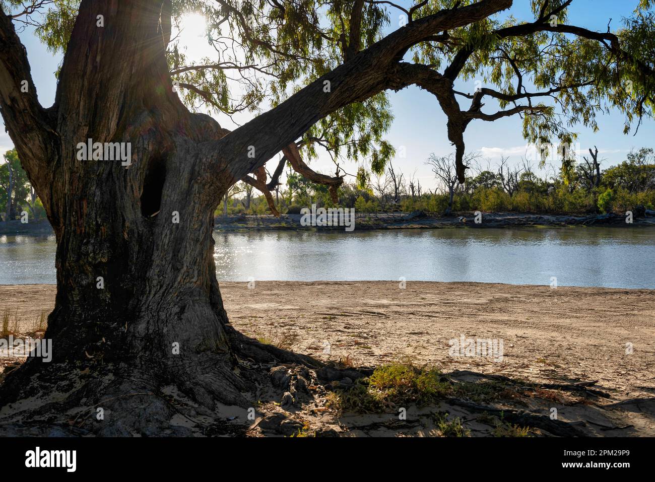 A tall tree on the banks of a tranquil river, its roots reaching into ...