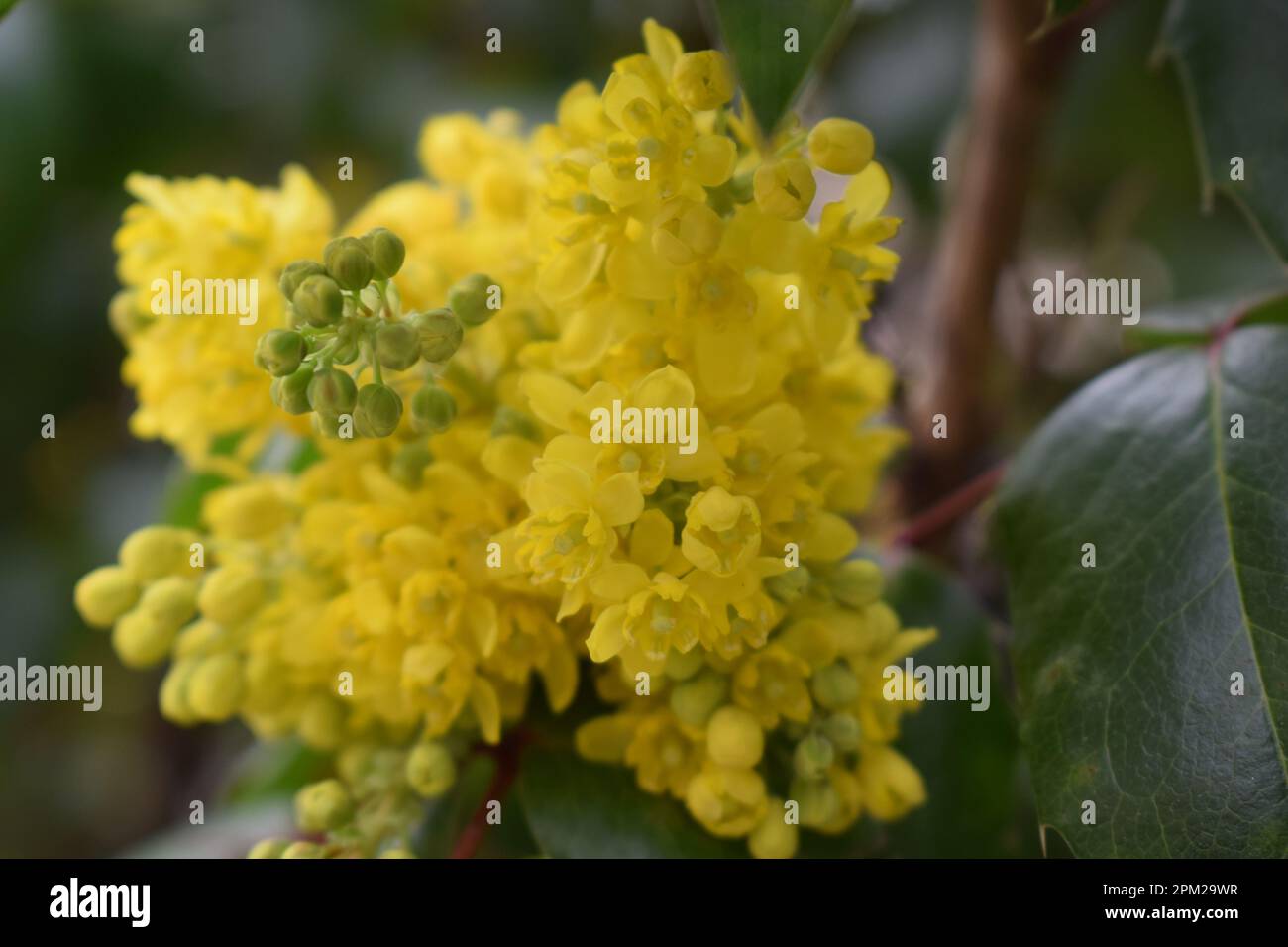 Mahonia repens hi-res stock photography and images - Alamy