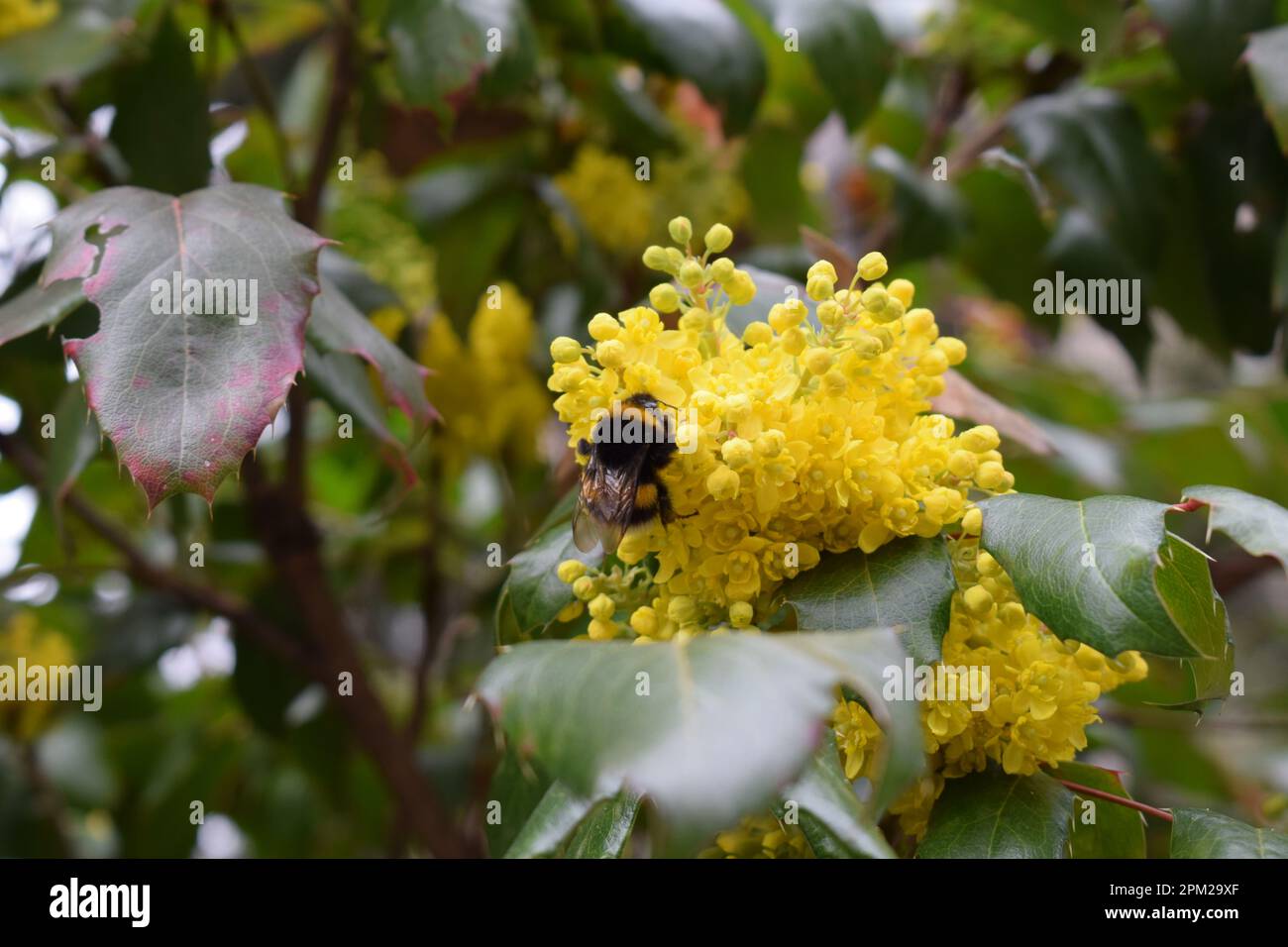 Mahonia repens hi-res stock photography and images - Alamy