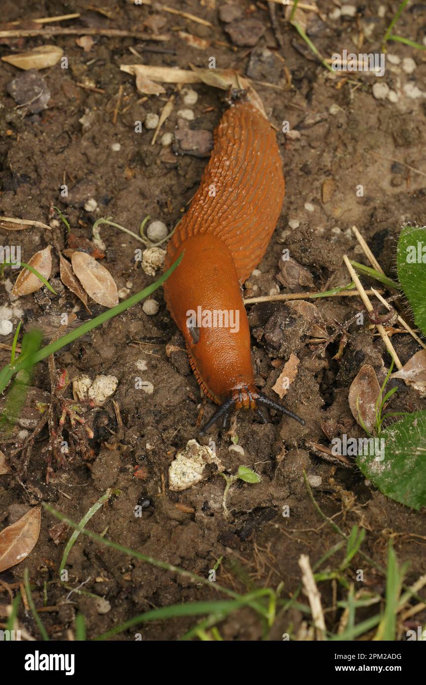 Natural vertical closeup on the European Red slug, Arion rufus, slowly ...