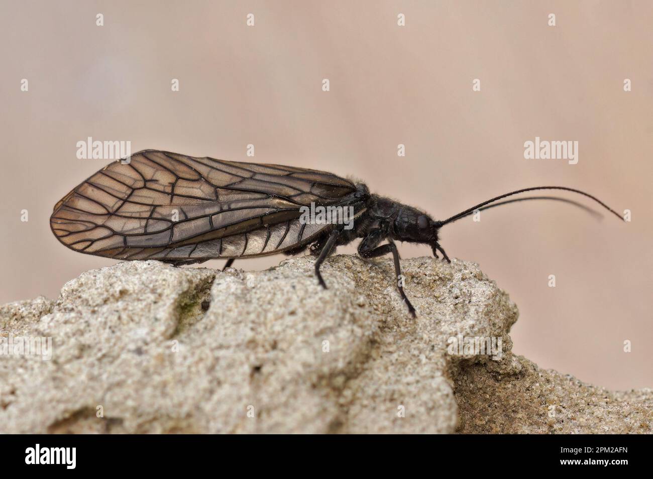 Natural full body closeup on the Alderfly, Sialis lutaria, sitting in ...