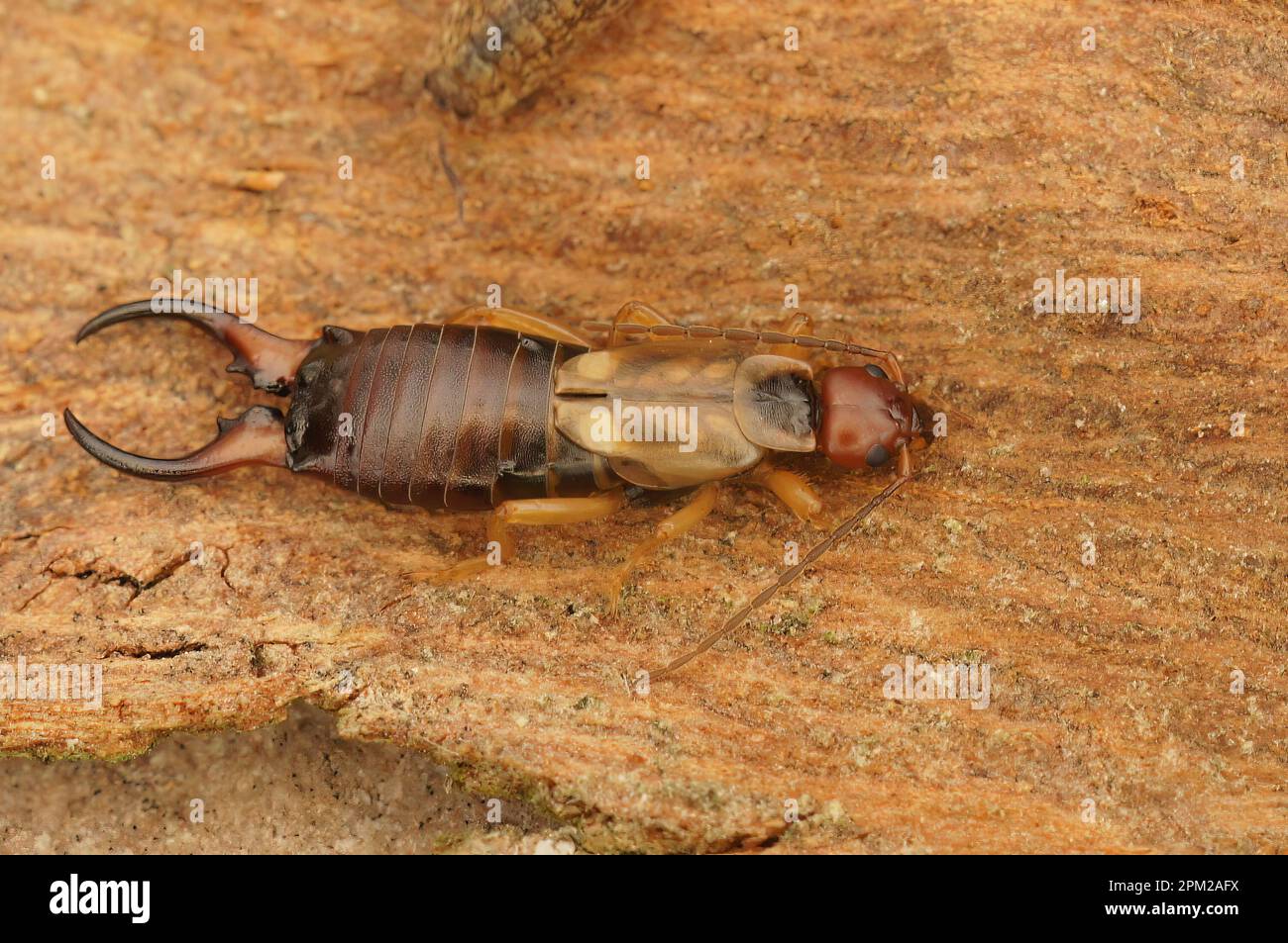 Natural detailed full body closeup on the European earwig , Forficula ...