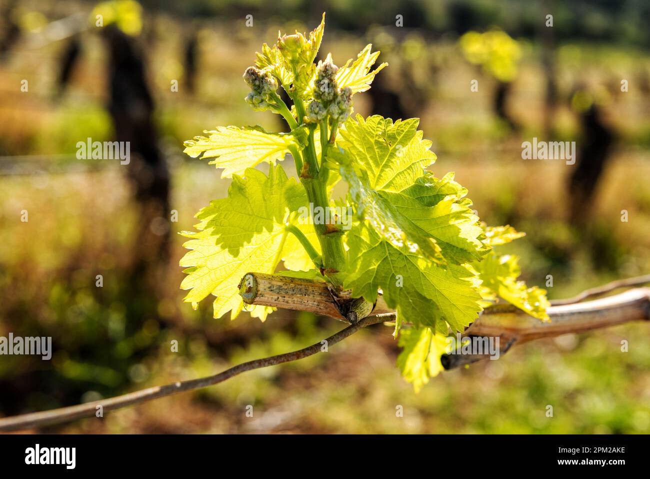 Lymph emission hi-res stock photography and images - Alamy