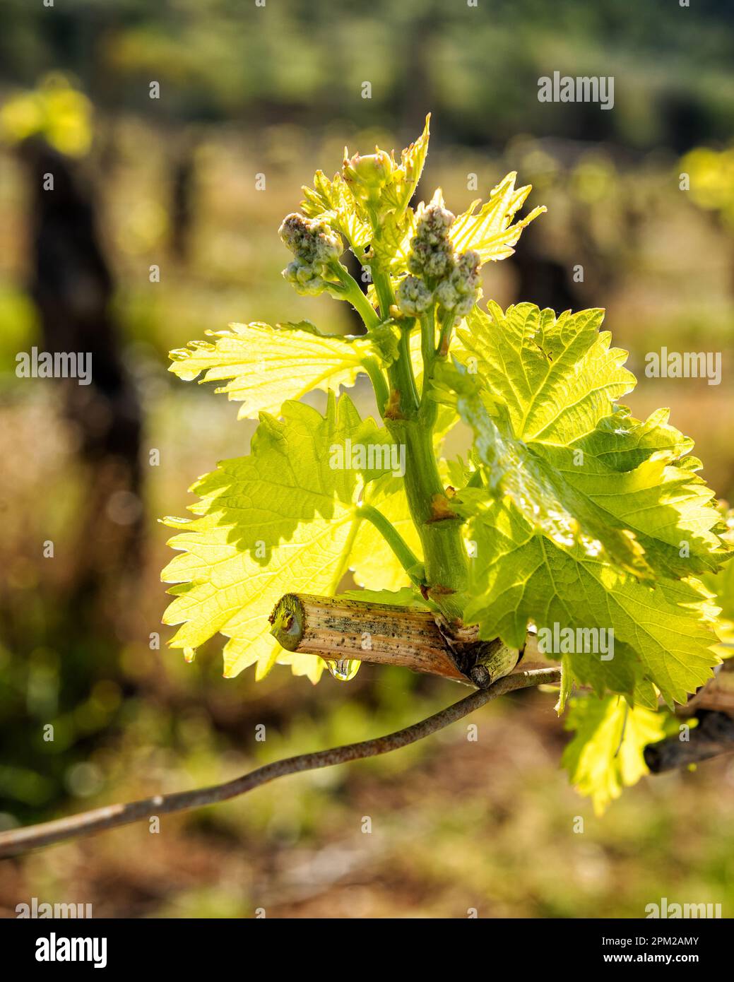 Drop of sap falling from vine branch with young shoots in spring ...