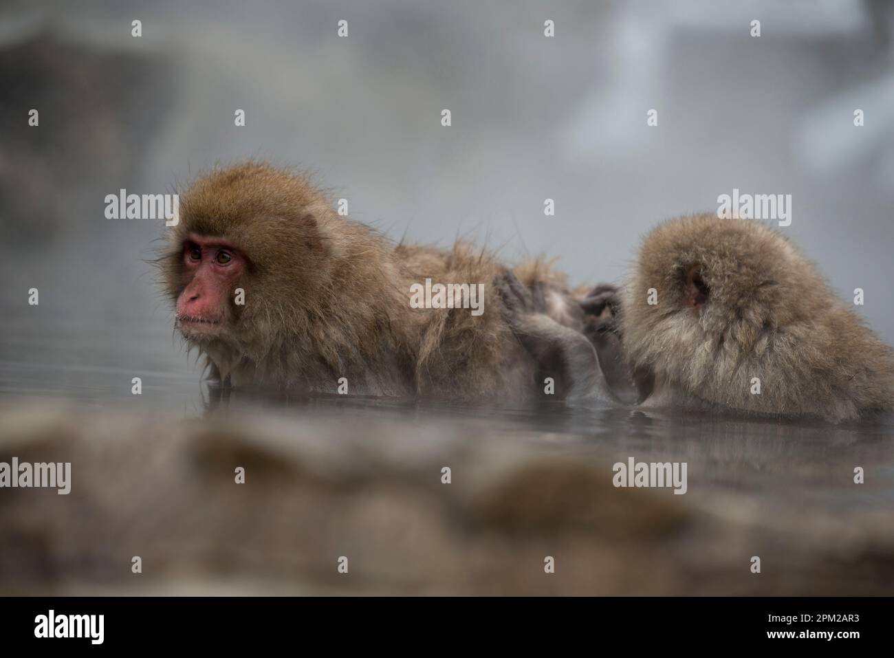 Japanese Macaque Monkey, Macaca fuscata, pair grooming in hot spring ...