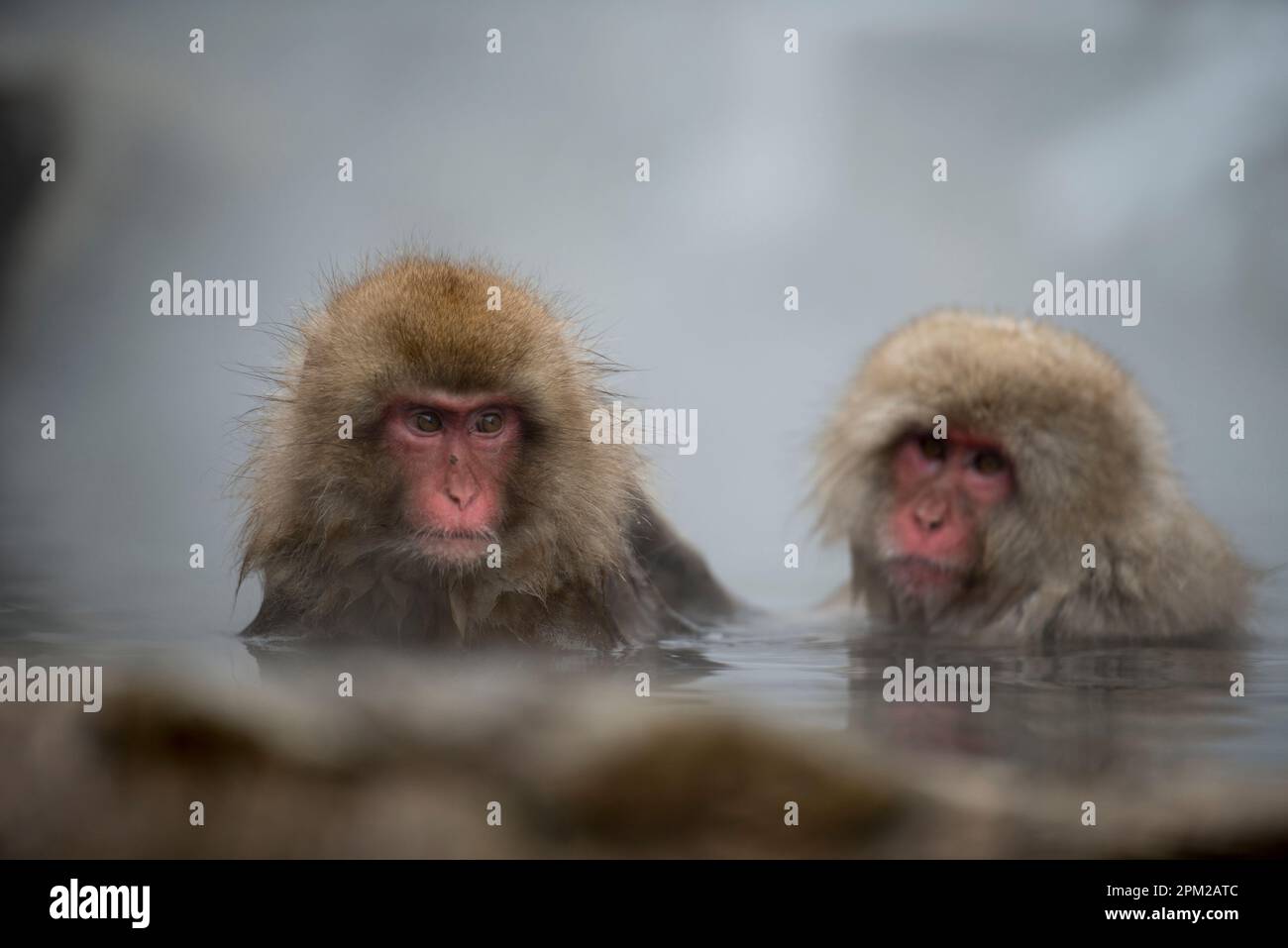 Japanese Macaque Monkey, Macaca fuscata, pair in hot spring bath ...