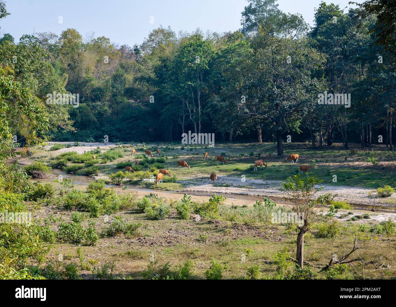 A herd of wild Banteng (Bos javanicus) grazing on a forest meadow. Huai ...
