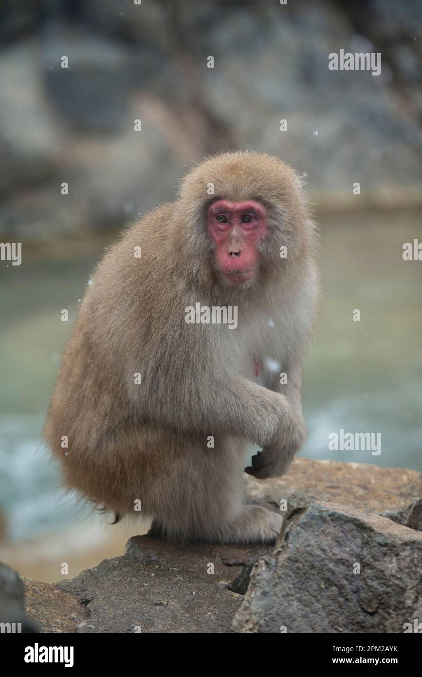 Japanese Macaque Monkey, Macaca fuscata, in stream with snow falling ...