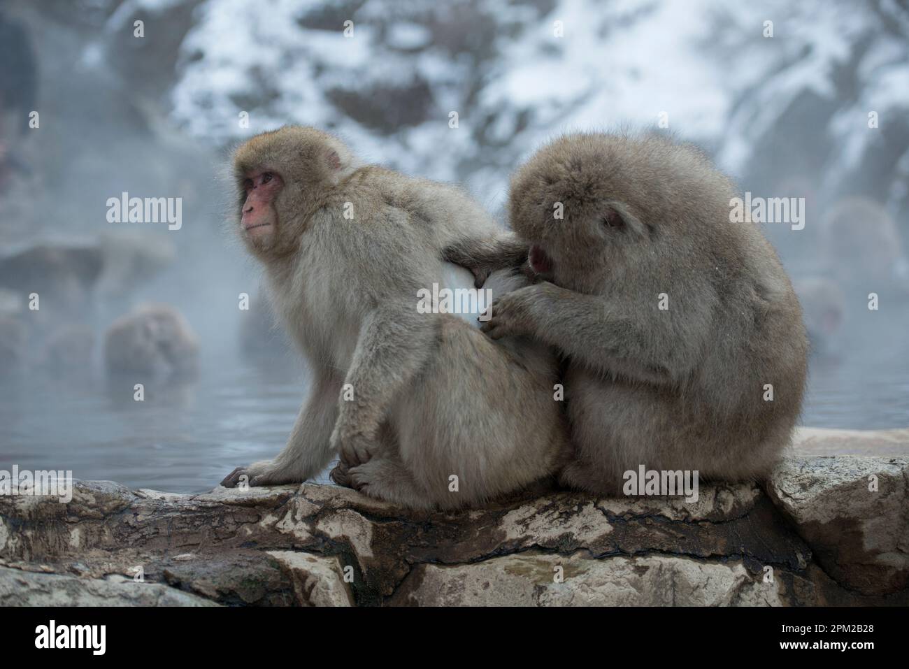 Japanese Macaque Monkey, Macaca fuscata, pair grooming by hot spring ...
