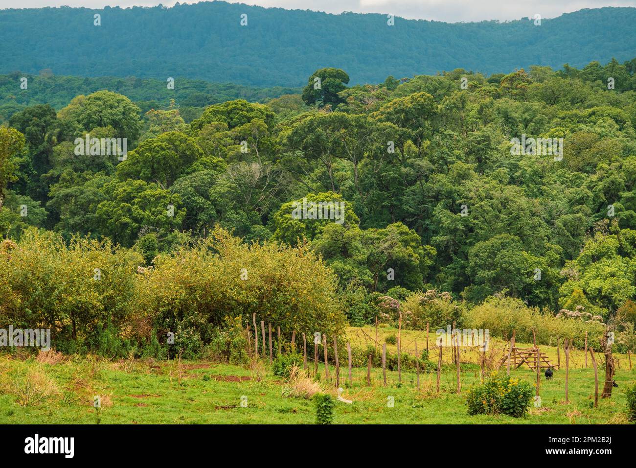 Scenic view of Mount Elgon forest in Uganda Stock Photo - Alamy