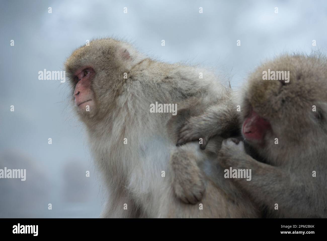Japanese Macaque Monkey, Macaca fuscata, pair grooming by hot spring ...