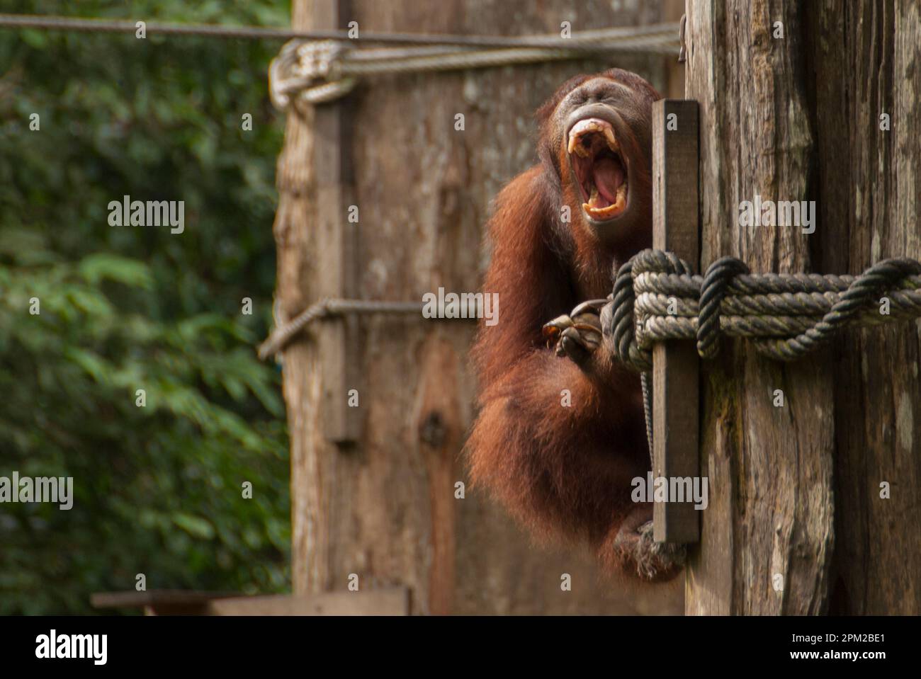 Orangutan, Pongo pygmaeus, baring teeth on side of feeding platform ...