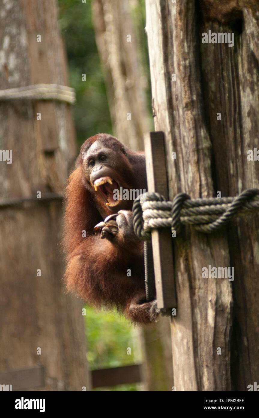 Orangutan, Pongo pygmaeus, baring teeth on side of feeding platform ...