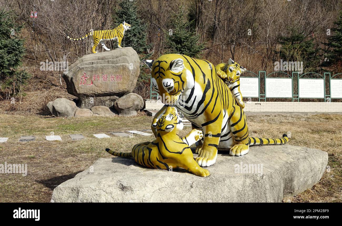 Visit the Siberian Tiger Park in Mudanjiang City, northeast China's ...