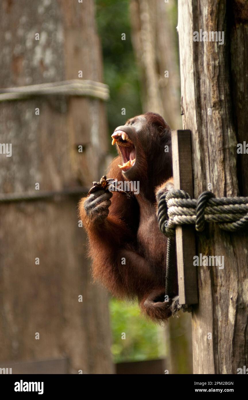 Orangutan, Pongo pygmaeus, baring teeth on side of feeding platform ...