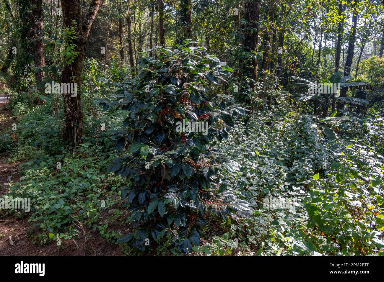 Chiang mai plants hi-res stock photography and images - Alamy