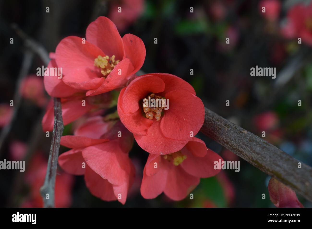 Cydonia japonica in bloom hi-res stock photography and images - Alamy