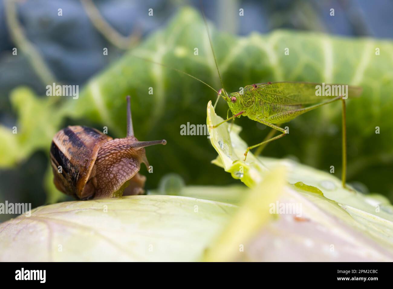 Snail on lettuce with a drop of rain water. Green grasshopper on ...