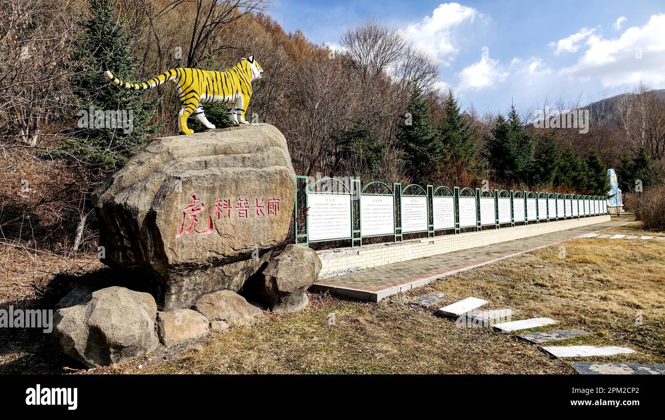 Visit the Siberian Tiger Park in Mudanjiang City, northeast China's ...