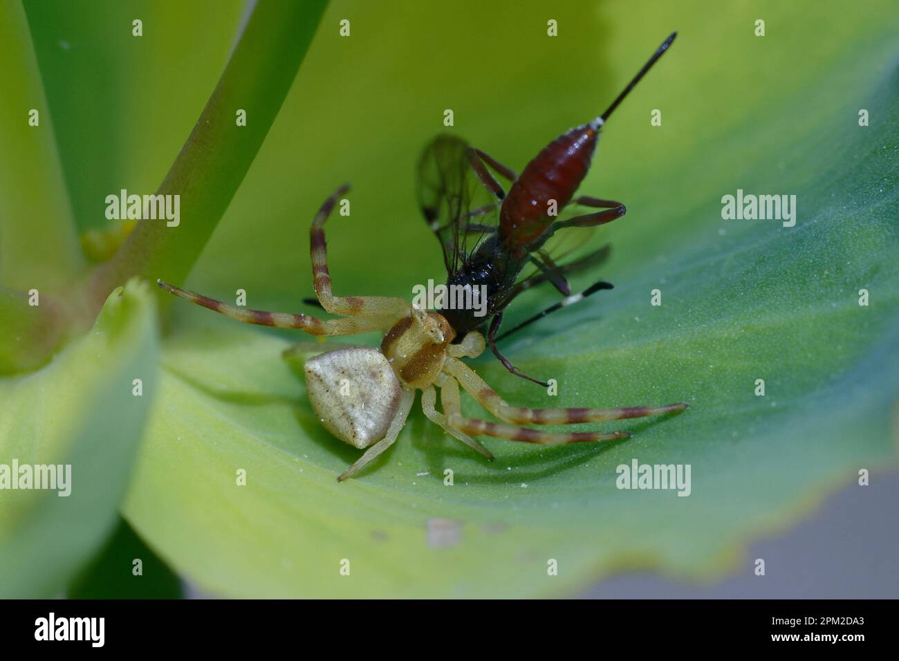 Female Crab spider (Thomisus onustus) having catched a wasp Stock Photo ...