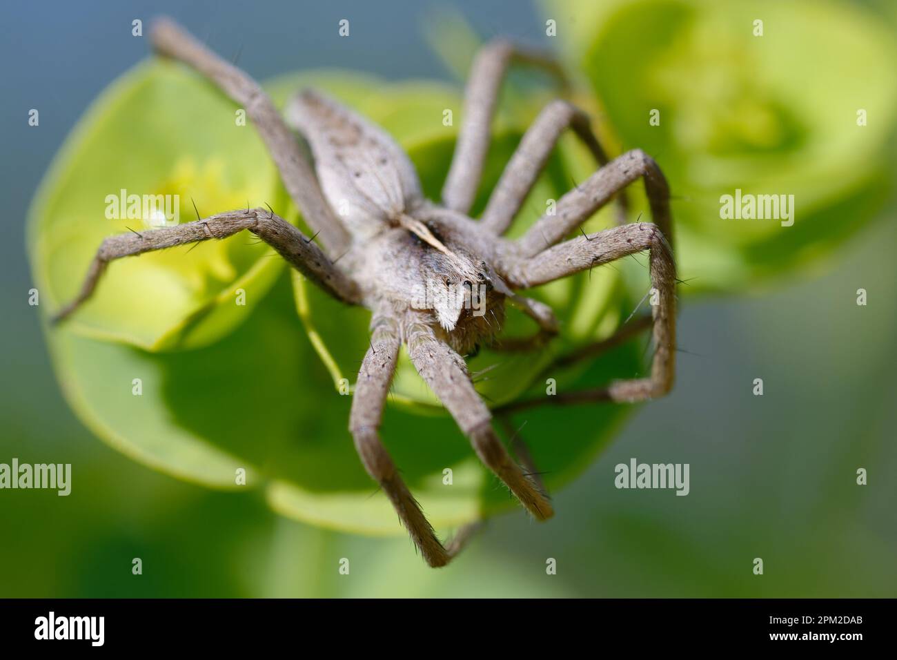 Nursery web spider (Pisaura mirabilis Stock Photo - Alamy