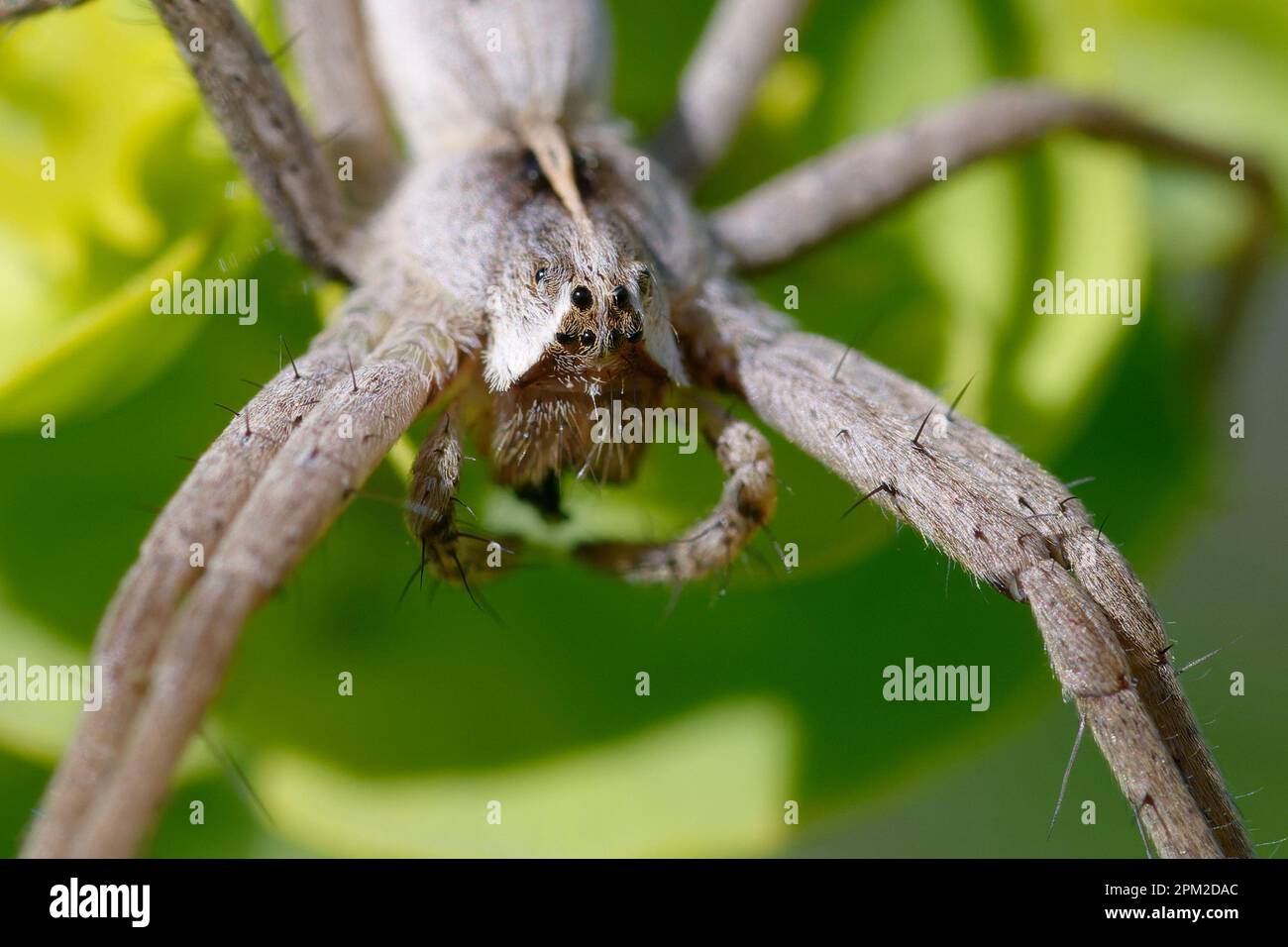 Nursery web spider (Pisaura mirabilis Stock Photo - Alamy