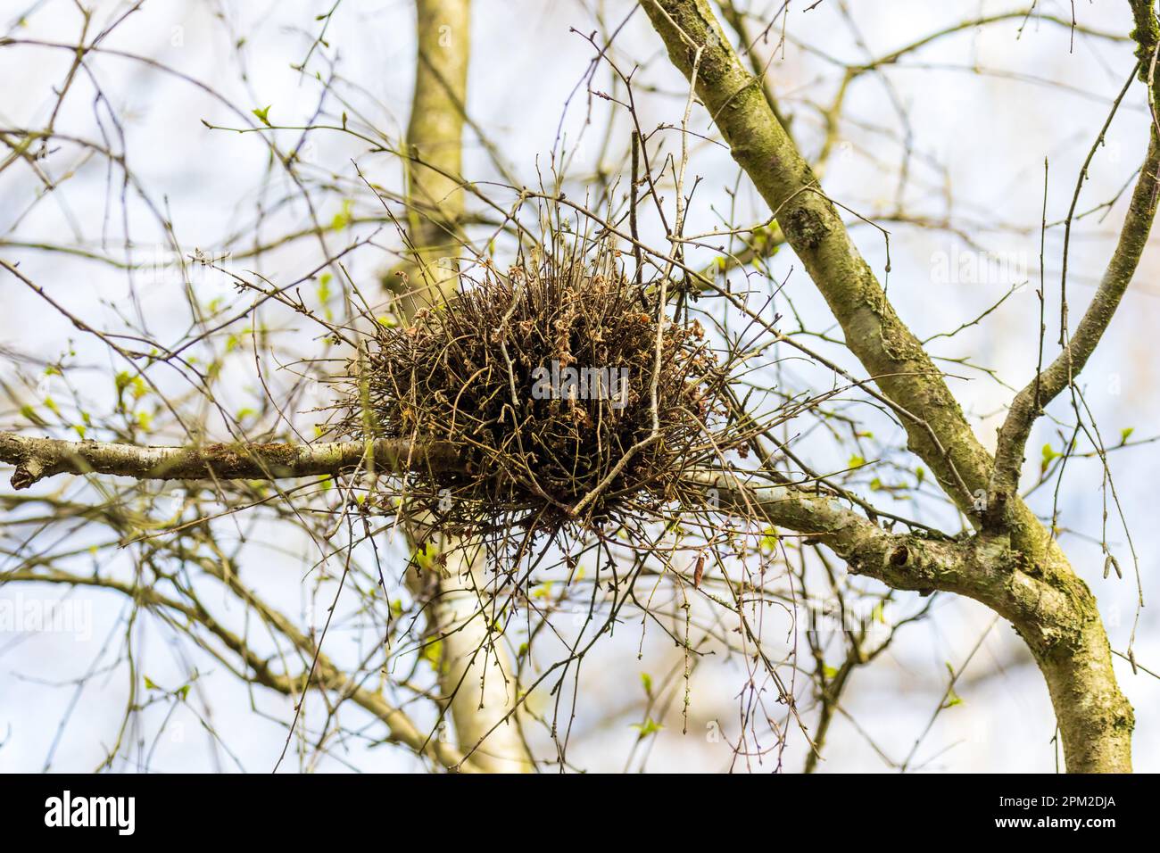 Tree deformity growth known as Witches broom on a tree in Sussex, UK ...