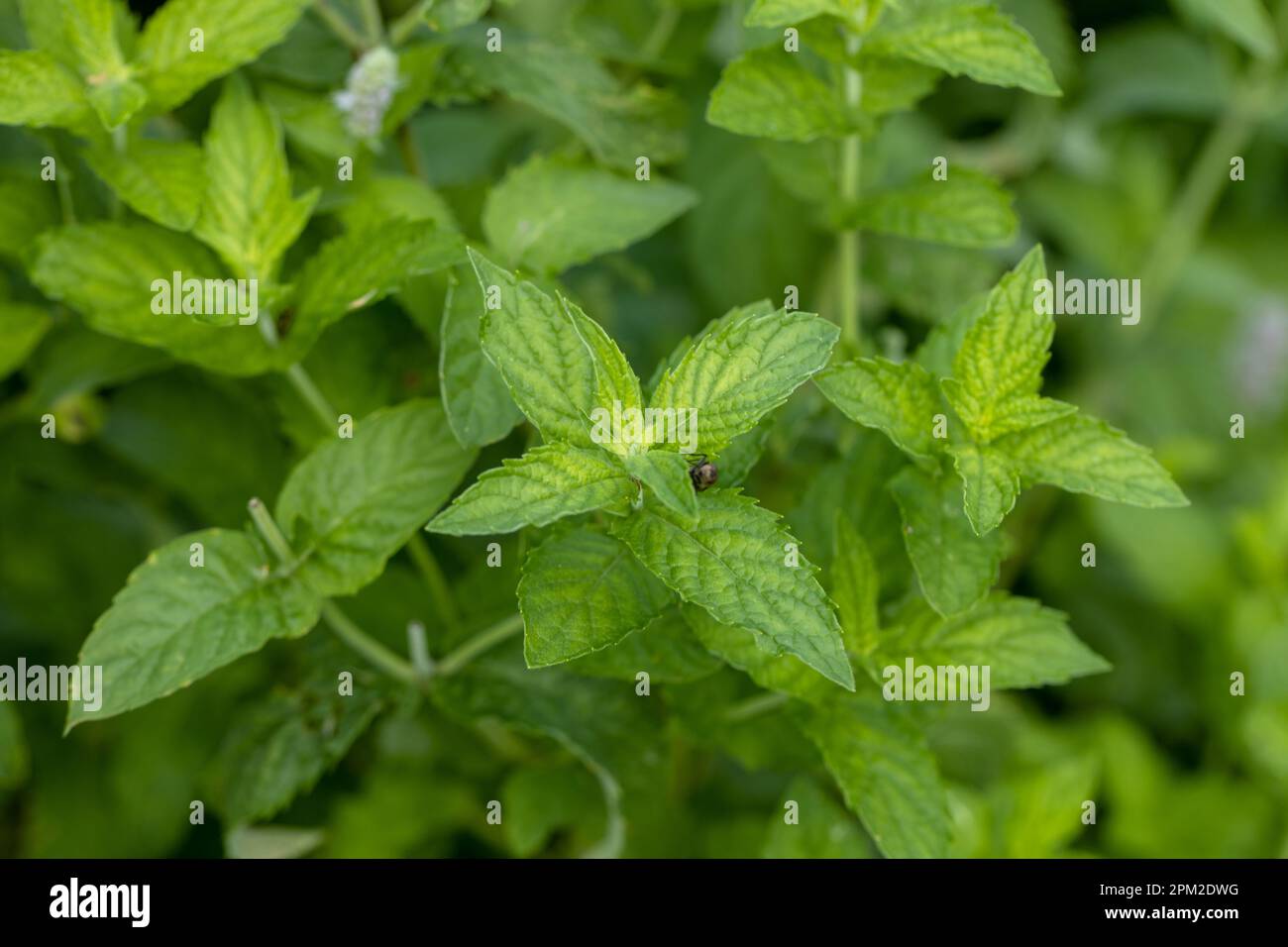 Mint leaf or peppermint plant grow at vegetable garden Stock Photo - Alamy