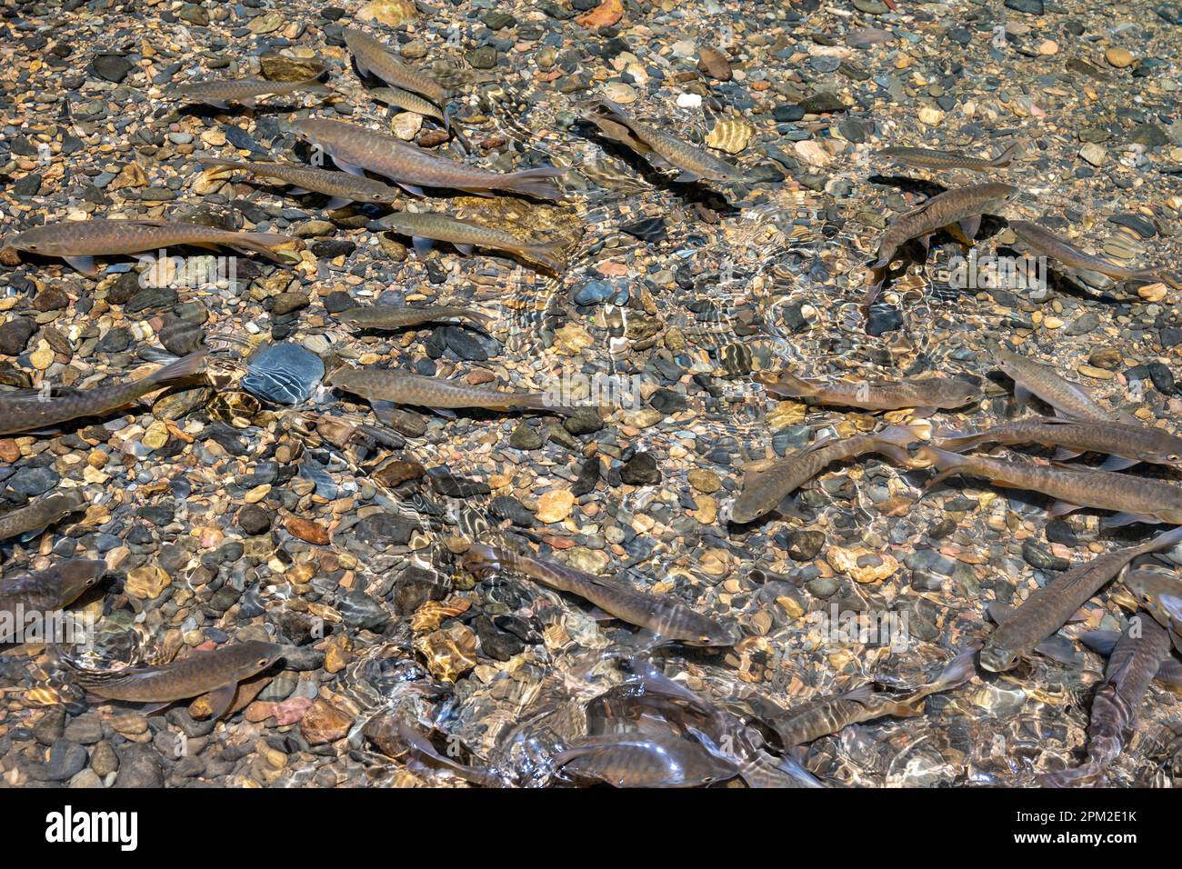 Fish swimming in crystal clear stream water. Si Phang Nga National Park ...