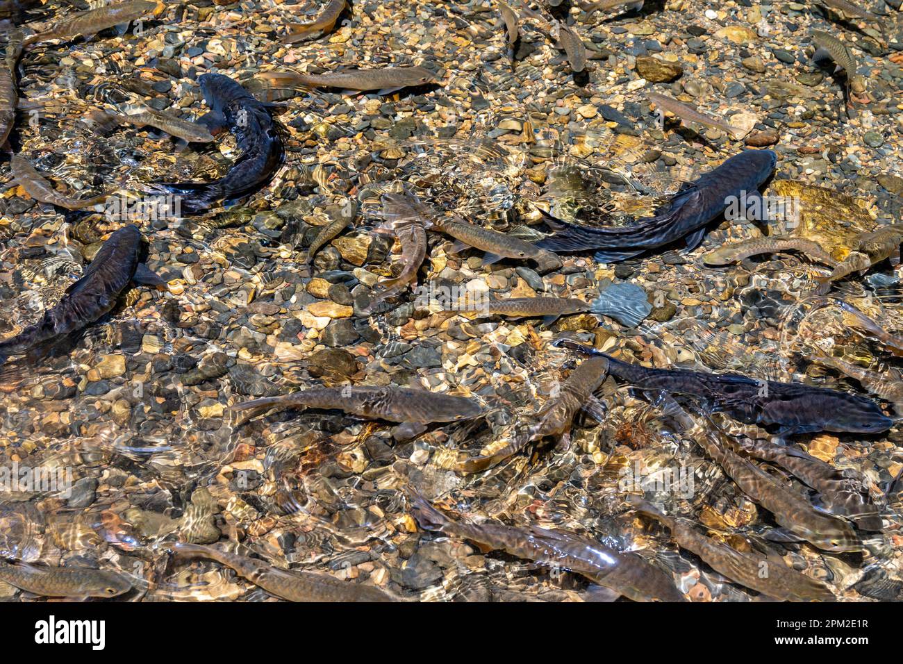 Fish swimming in crystal clear stream water. Si Phang Nga National Park ...