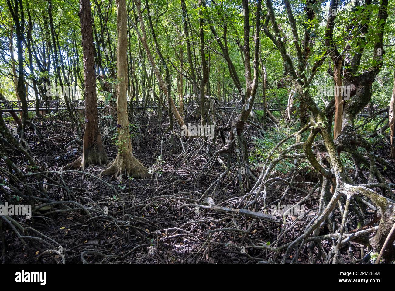 Root system of Red Mangrove (Rhizophora mucronata) exposed at low tide ...