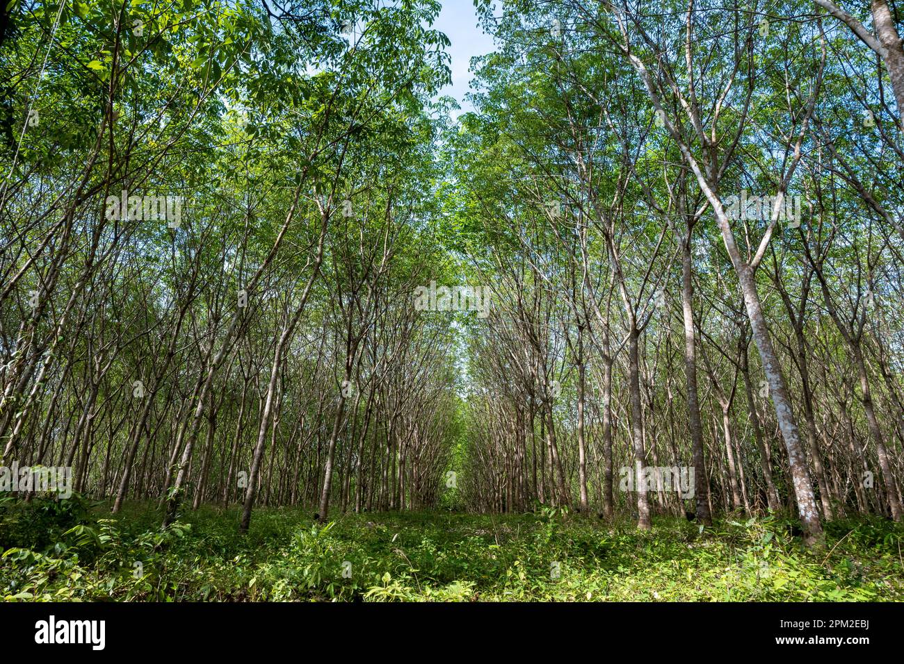 Thailand rubber trees hi-res stock photography and images - Alamy